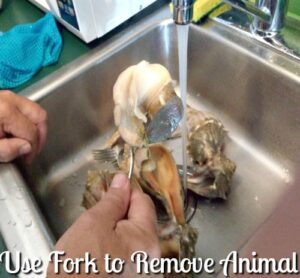 How to Clean and Preserve Conch Shells - The Classy Chics
